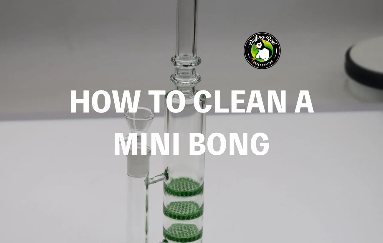 How To Clean A Mini Bong? - Puffing Bird
